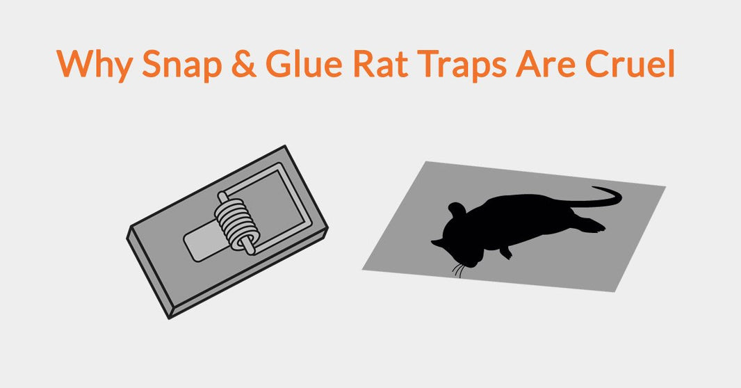 Why Snap & Glue Rat Traps Are Cruel | Automatic Trap Company