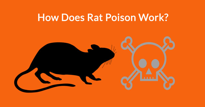 How does rat poison work? – Automatic Trap Company