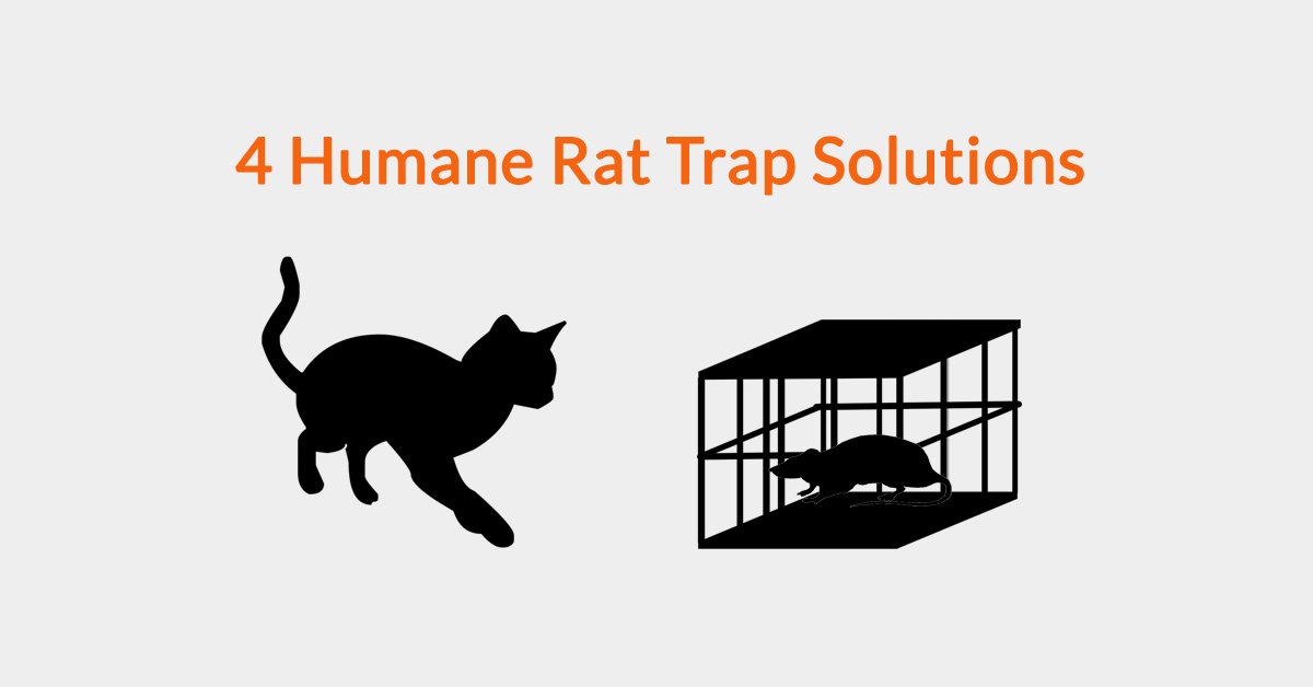 4 Humane Rat Trap Solutions | Automatic Trap Company