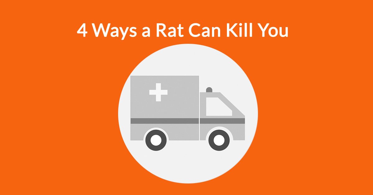 4 Ways A Rat Can Kill You Automatic Trap Company 4 Ways A Rat Can Kill You Automatic Trap Company