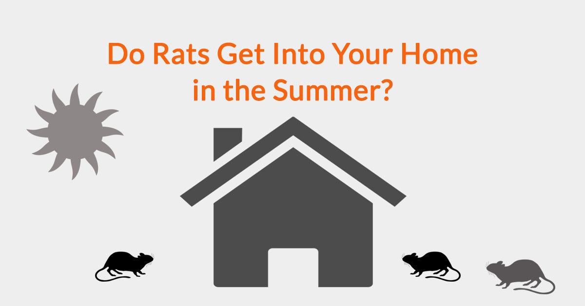 Do Rats Get Into Your Home in the Summer? – Automatic Trap Company