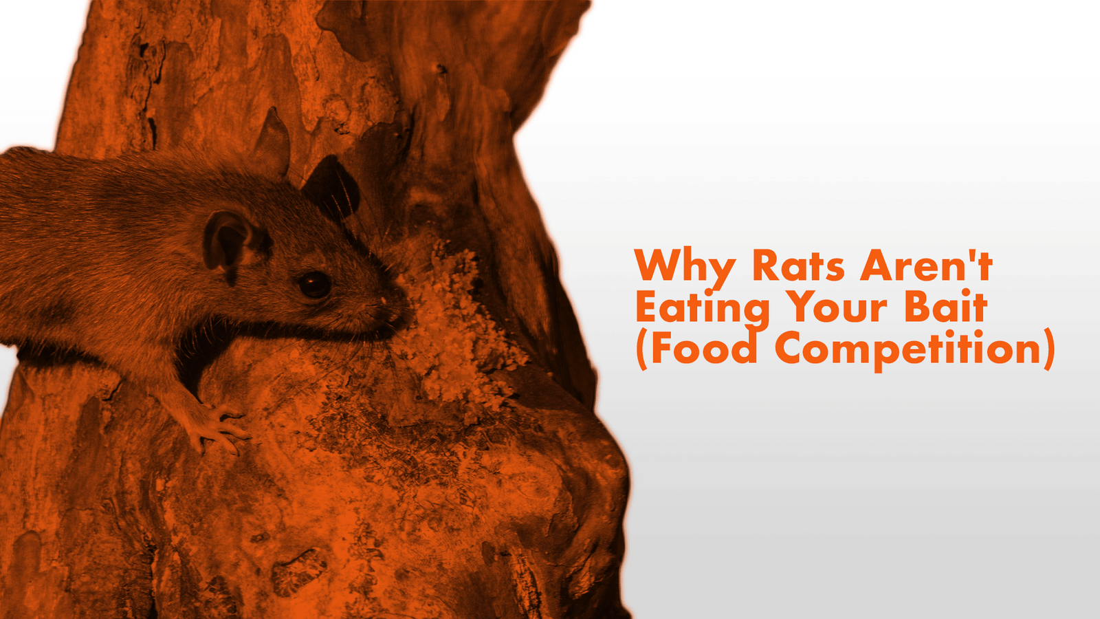 Why Rats Aren't Eating Your Bait (Food Competition) – Automatic Trap ...