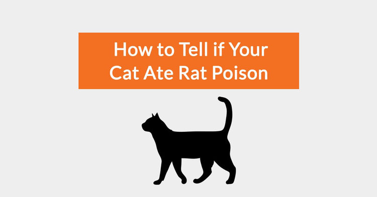 How To Tell If Your Cat Ate Rat Poison | Automatic Trap Company