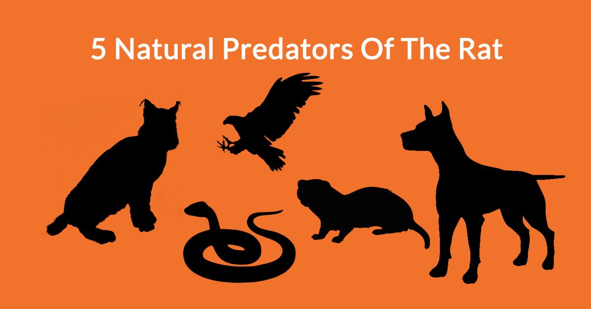 5 Natural Predators Of The Rat | Automatic Trap Company