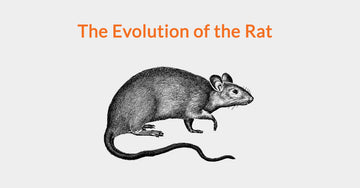 The Evolution of the Rat | Automatic Trap Company