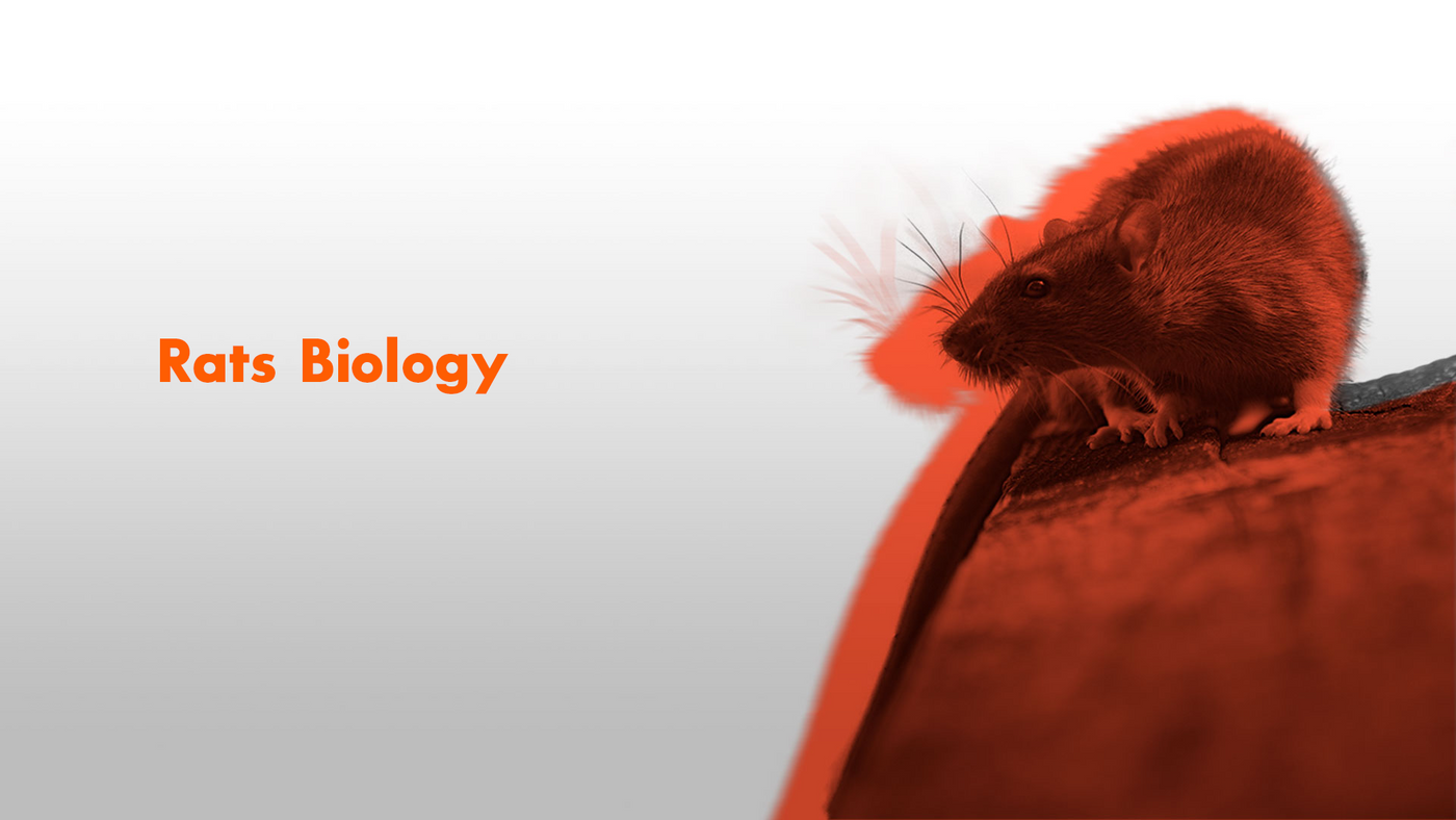 Looking for rat traps that work outside/ Inside? – Automatic Trap Company