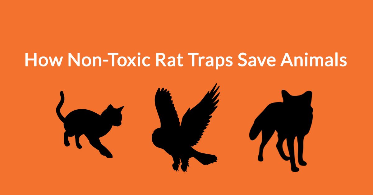 How Non-Toxic Rat Traps Save Animals | Automatic Trap Company
