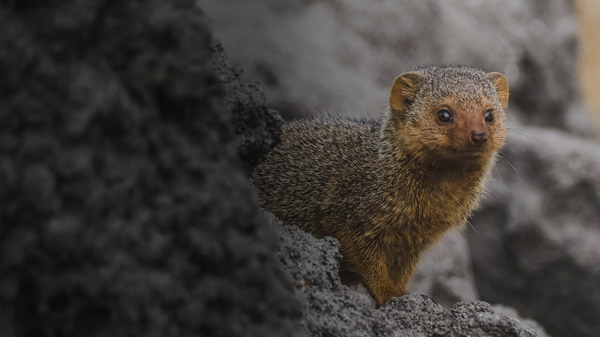 Mongoose Trapping tips – Automatic Trap Company