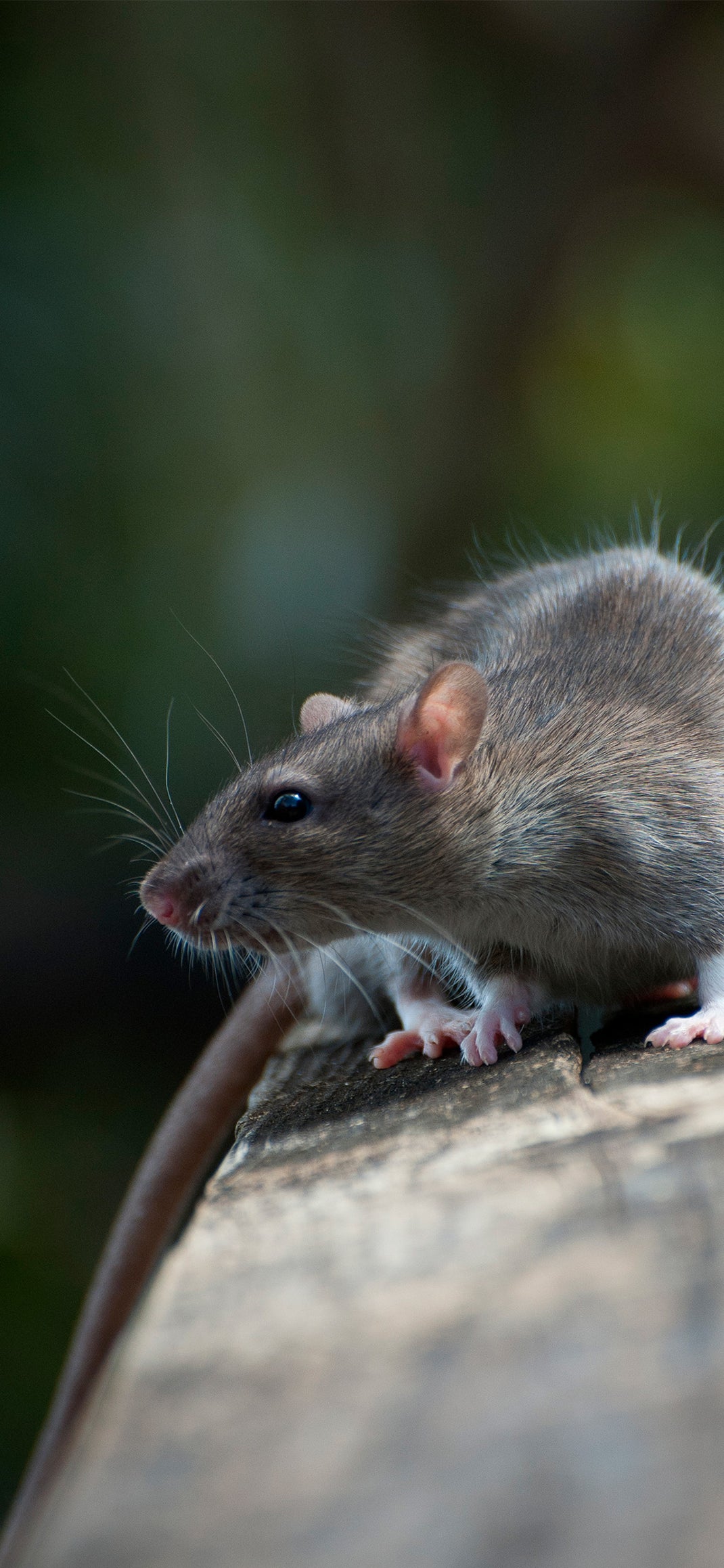 Rats Biology – Automatic Trap Company