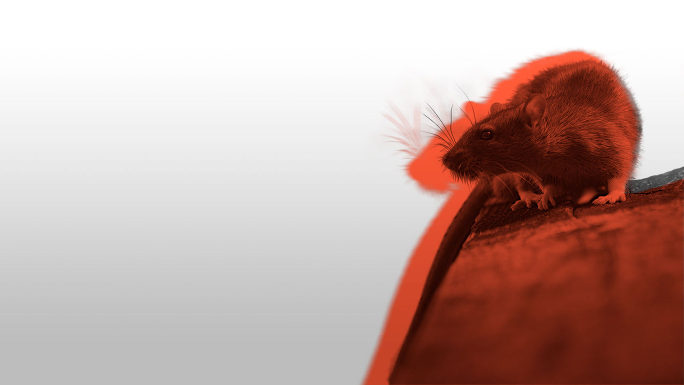 Looking for rat traps that work outside/ Inside? – Automatic Trap Company