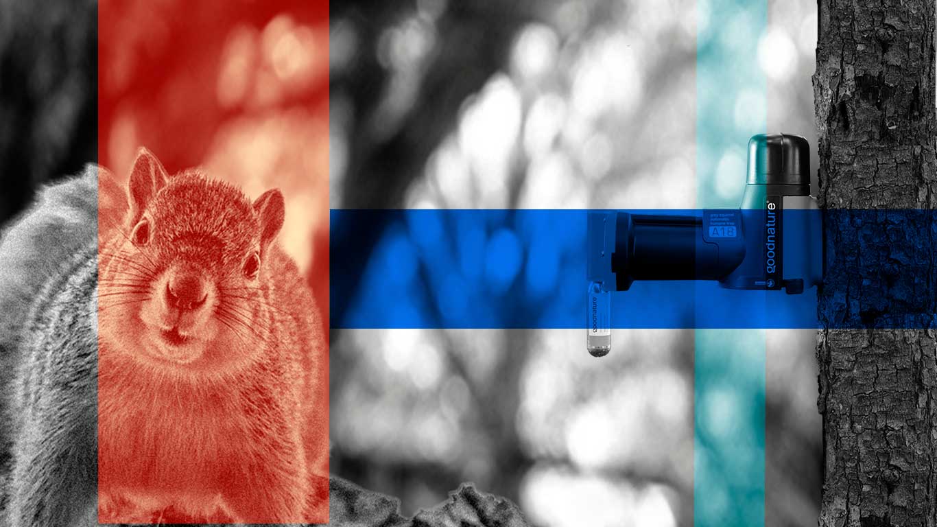 Your Guide to the Best Squirrel Trap Solutions with the A18 Trap ...